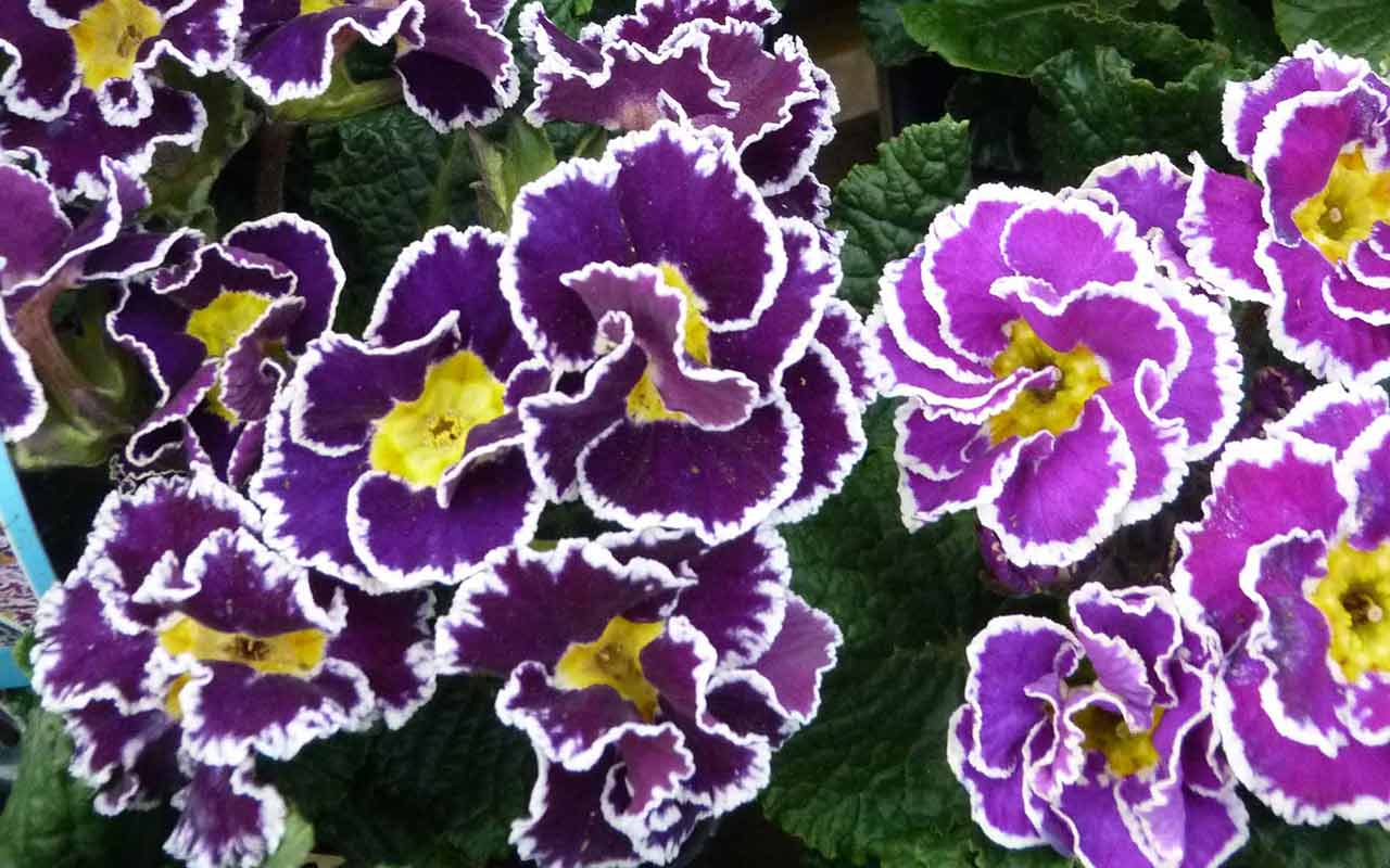Primroses Spring Flowers Hambrooks of Titchfield Hampshire