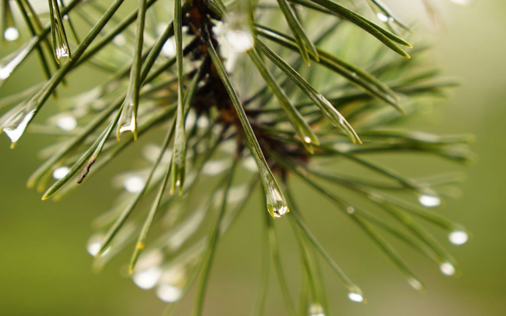 Care for Conifers - Hambrooks