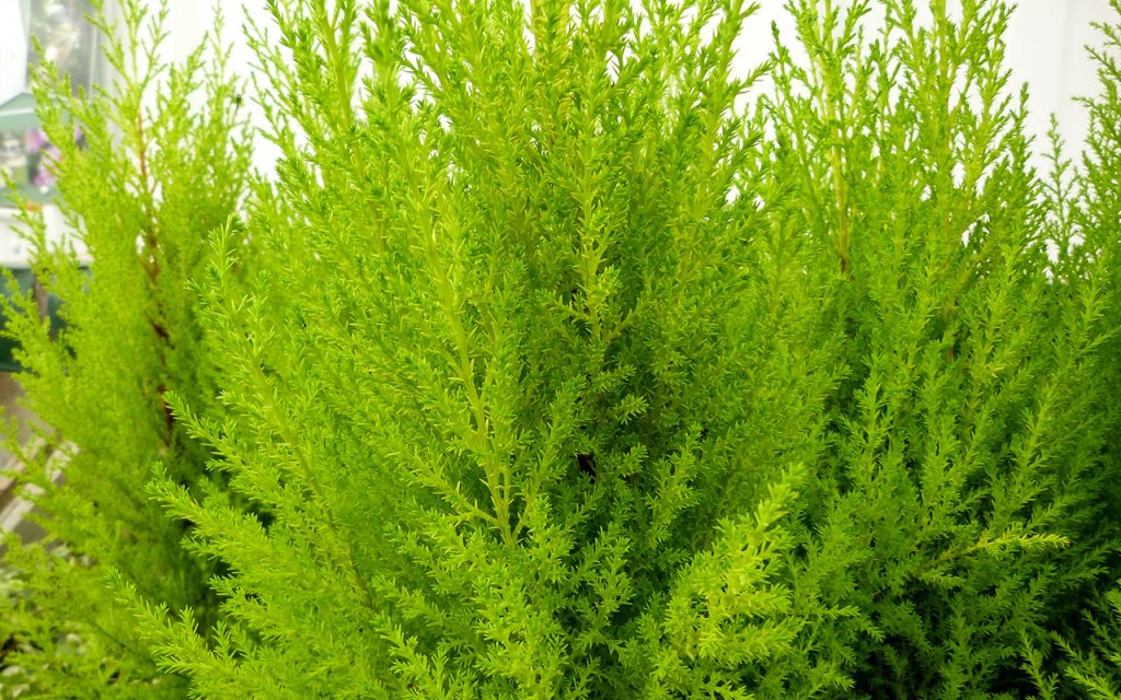 Care for Conifers - Hambrooks